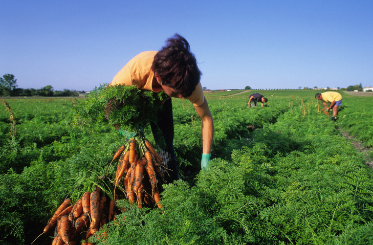 Farm Hand What Is It And How To Become One