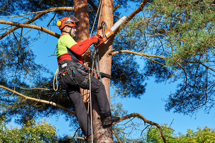 Tree Climber: What Is It? and How to Become One?