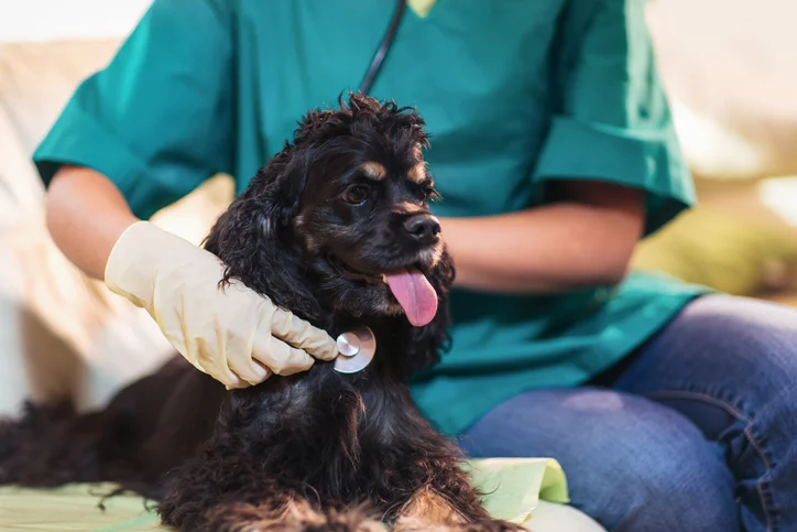 Animal Jobs - What Are They and How to Get One