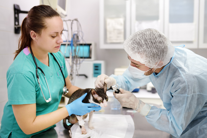 Veterinary Technician Instructor: What Is It? and How to Become One ...