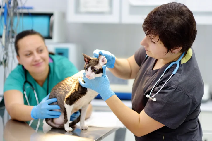 Relief Veterinary Technician: What Is It? and How to Become One?