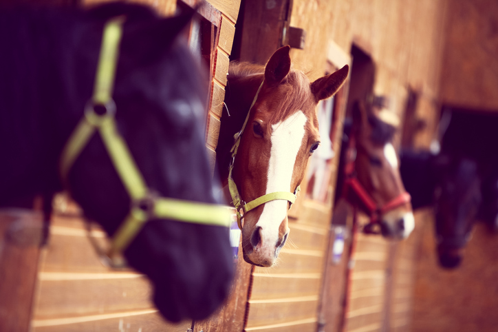 Horse Barn Manager: What Is It? and How to Become One? | Ziprecruiter