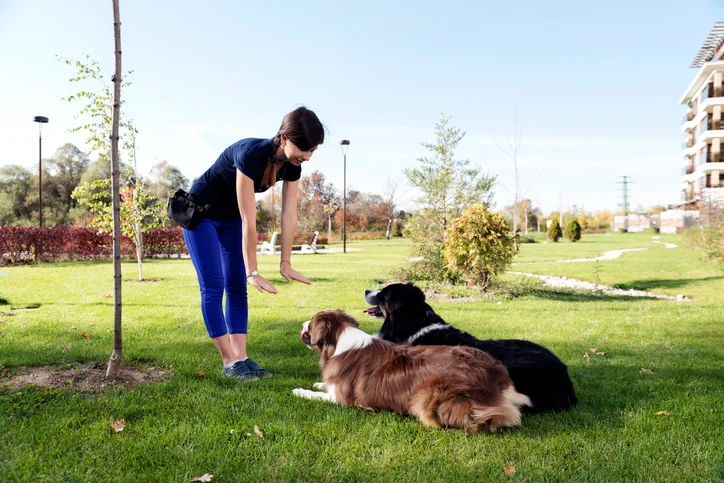 Assistant Dog Trainer: What Is It? and How to Become One?